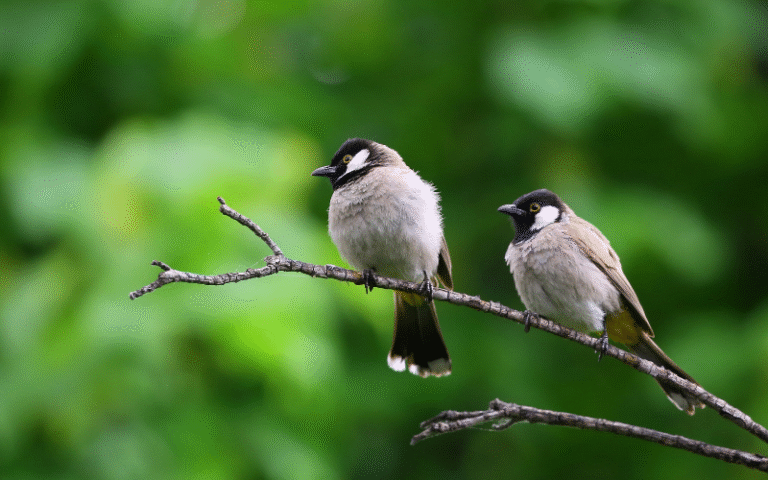 Top Native Plants That Attract Local Birds Naturally