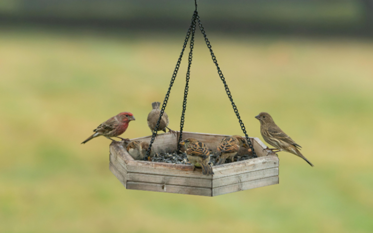 Why Knowing Local Birds Boosts Conservation Efforts?